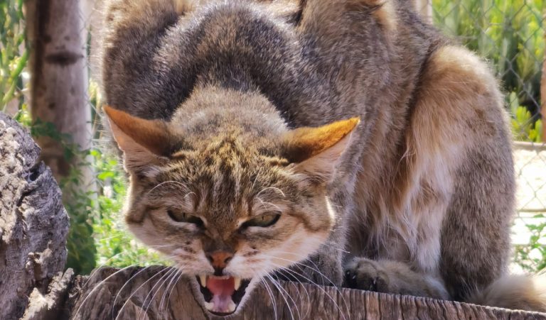 African Wildcats | Come and meet us at Daniell Cheetah Project